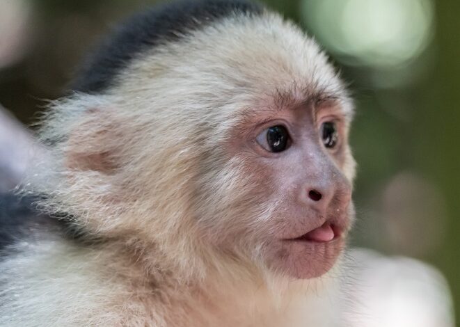 Maymunlar, Bilinen kaç maymun türü var? Maymun türleri