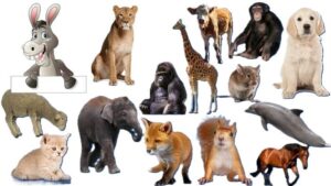 Hangi hayvanlar memelidir - Memeli hayvanların özellikleri nelerdir