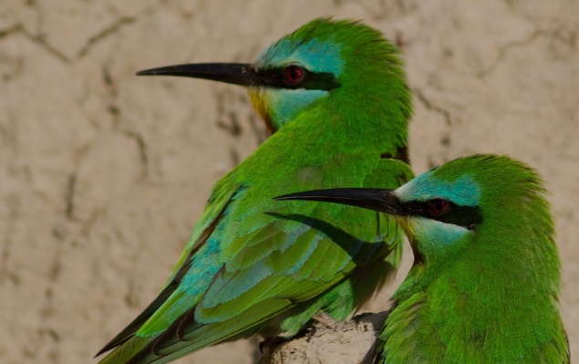 Y ile başlayan hayvanlar - Baş harfi "Y" olan hayvan türleri ve isimleri