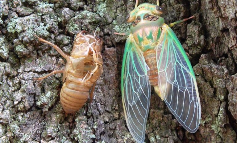 Şarkılar Söyleyen Ağustos Böceği Hakkında Bilgiler - Hayvanisimleri.Net