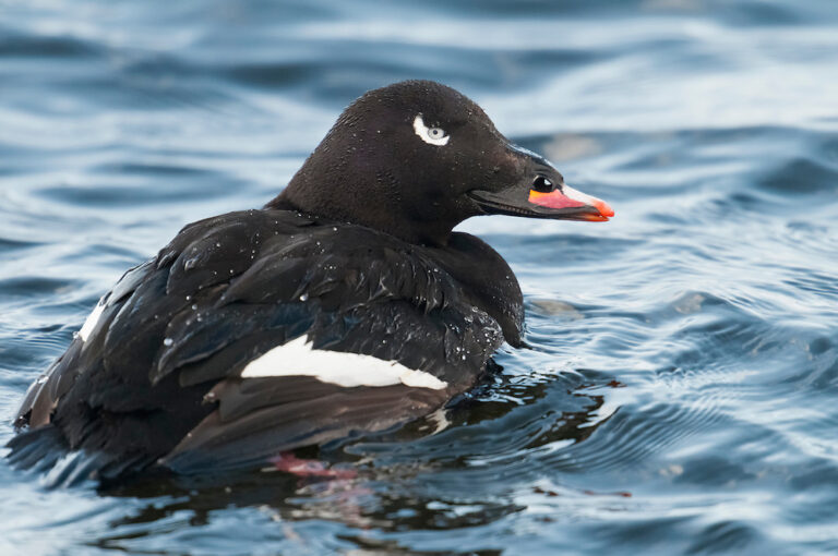 Ak Kanatlı Kadife Ördek (Melanitta deglandi) Türü Özellikleri ...
