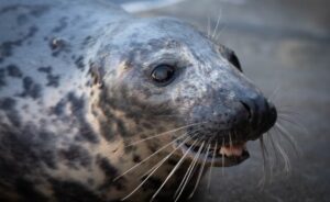 Boz foklar hakkında bilgiler, yayılımı ve özellikleri