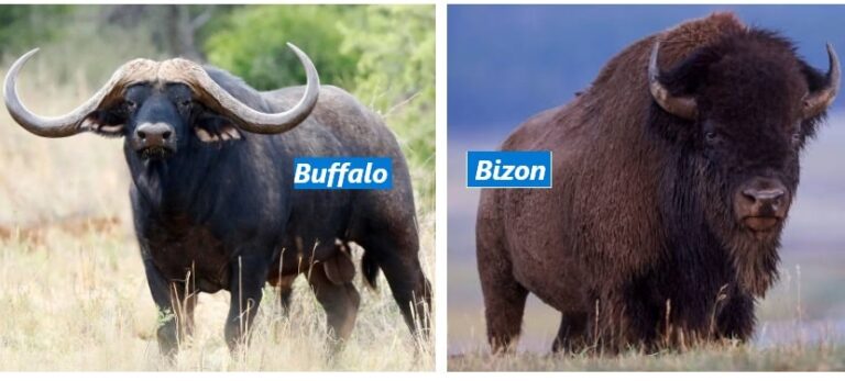 BİZON - Türkiye’de bizon var mı? Buffalo Bizon aynı şey mi?