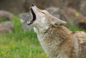 Çakal nasıl bir hayvan - Çakalın Özellikleri Nelerdir?