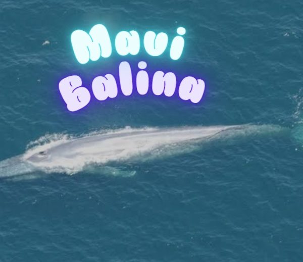 Siyam Kedisi Karakteristik ve Fiziki Özellikleri | Bakımı, Irkı ve tarihi