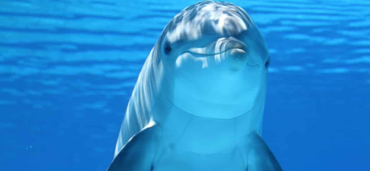 Hayvan sesleri - Doğadaki Hayvanların çıkardı gerçek sesler